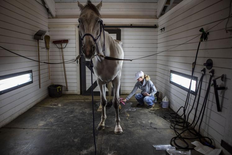 Saving racehorses from slaughter, rescue offers second chance ...