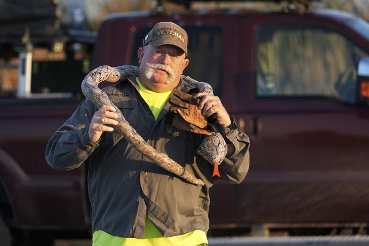 A hunter’s graveyard shift: grabbing pythons in the Everglades | News ...
