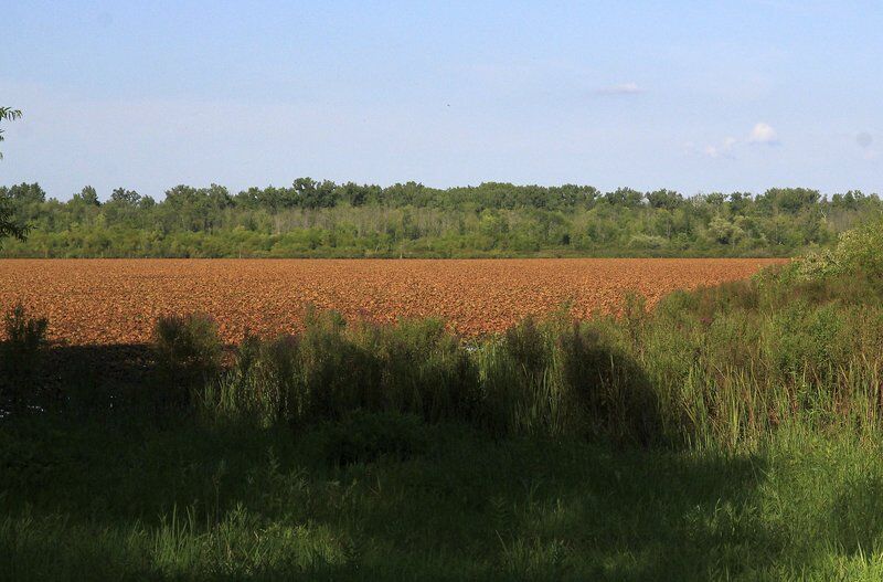 THE GREAT OUTDOORS: Rejuvenating the Alabama Swamp | Community ...