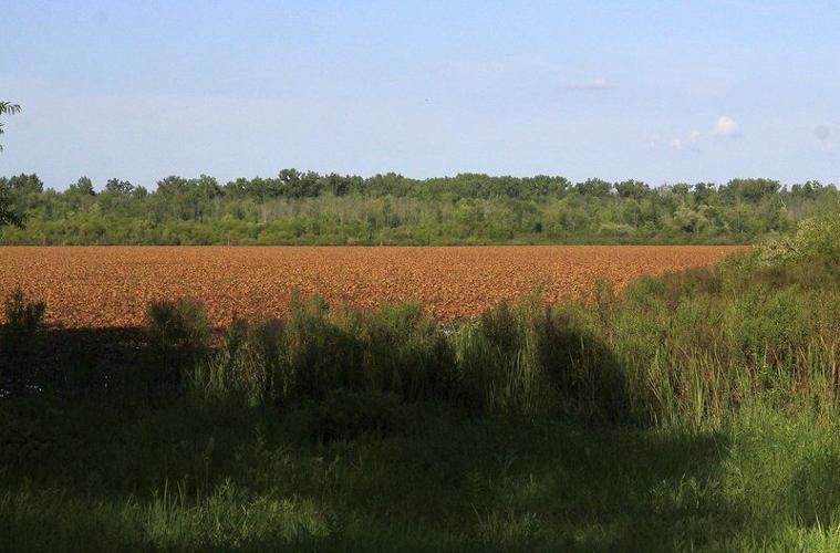 THE GREAT OUTDOORS: Rejuvenating the Alabama Swamp | Community ...