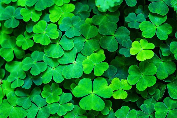 BACK TO ROOTS: 'Tis the season for shamrocks | Lifestyles | niagara ...