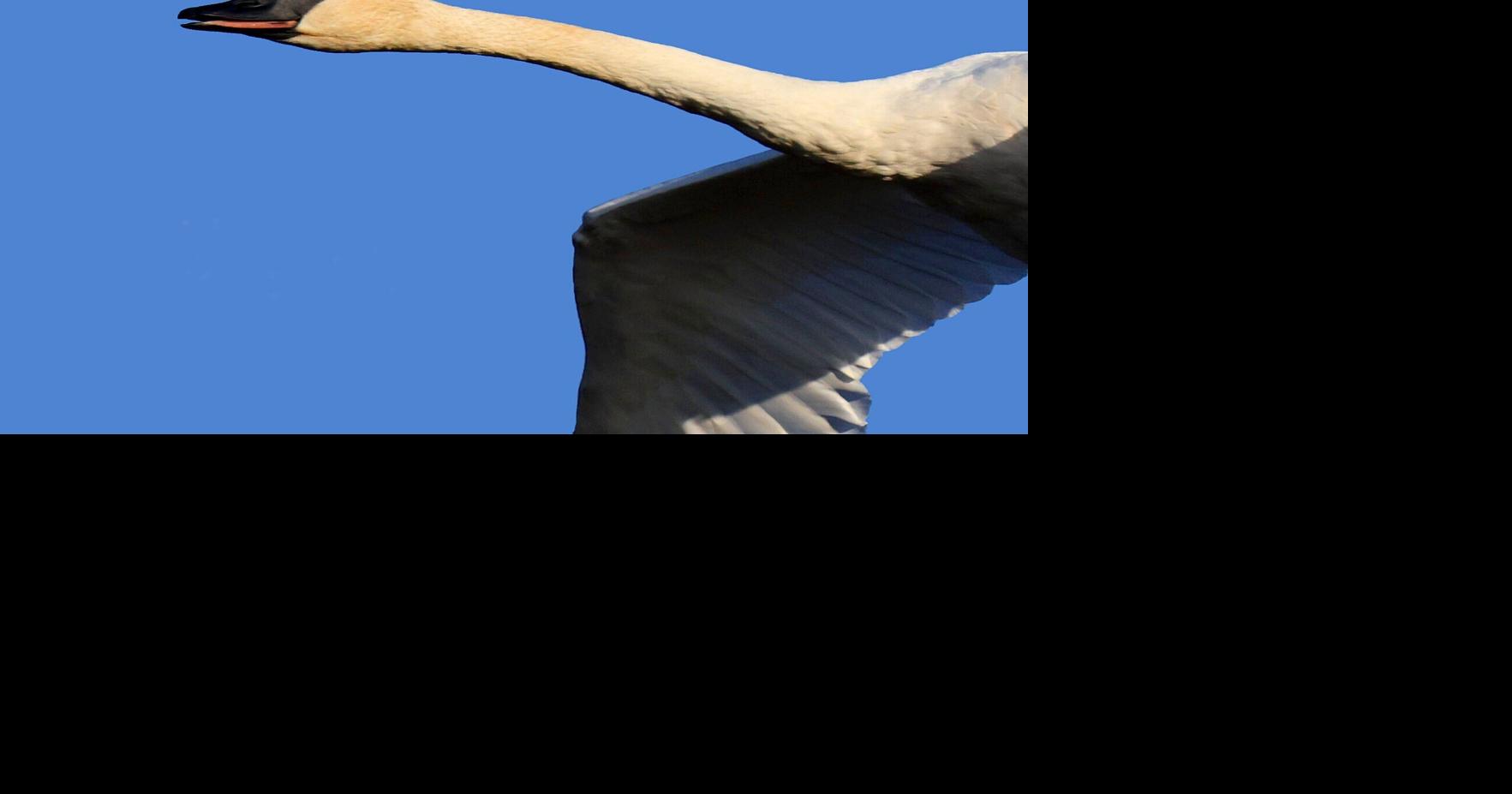 THE GREAT OUTDOORS: Chasing swans in the Alabama Swamp, continued ...