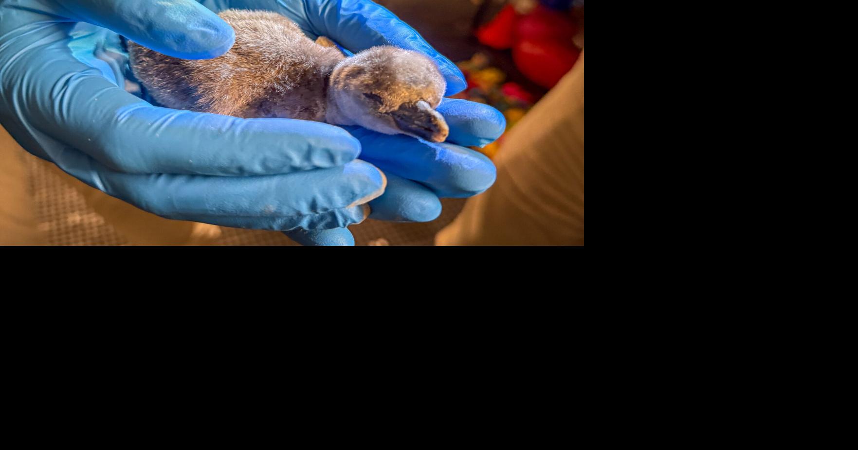 Cancer patient names new Aquarium penguin chic | Local News | niagara ...