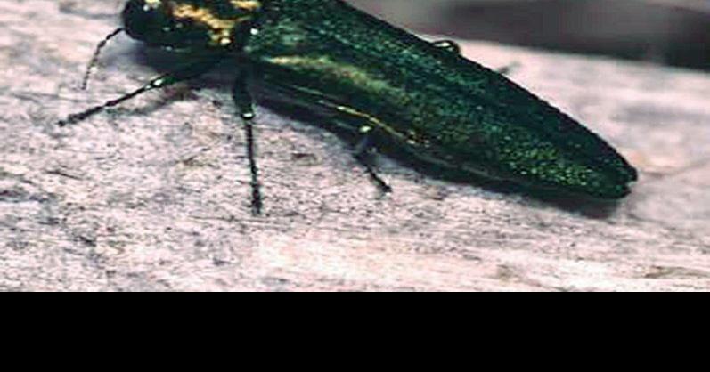 State environmental officials worry over invasive beetle | Local News ...