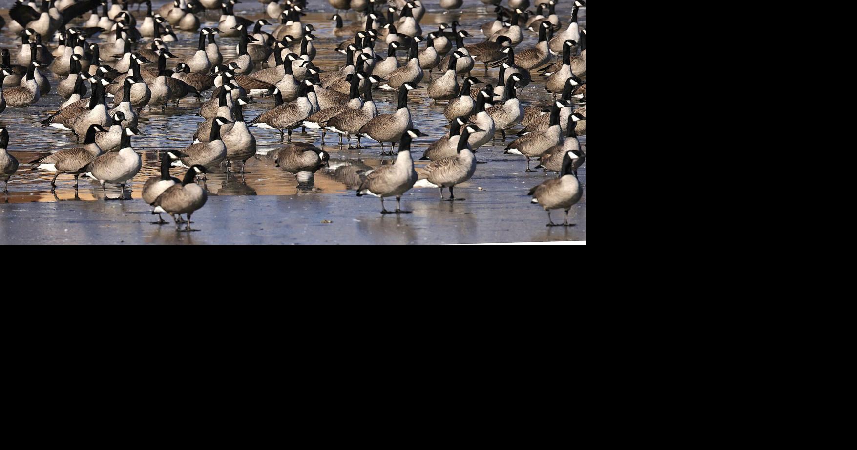 THE GREAT OUTDOORS: Geese, deer have outsmarted wildlife managers ...