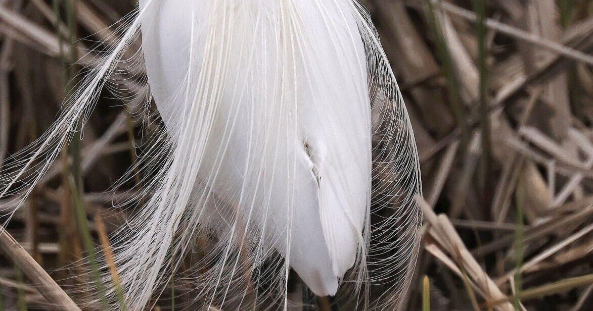 THE GREAT OUTDOORS: More on the spring awakening in the Swamps ...