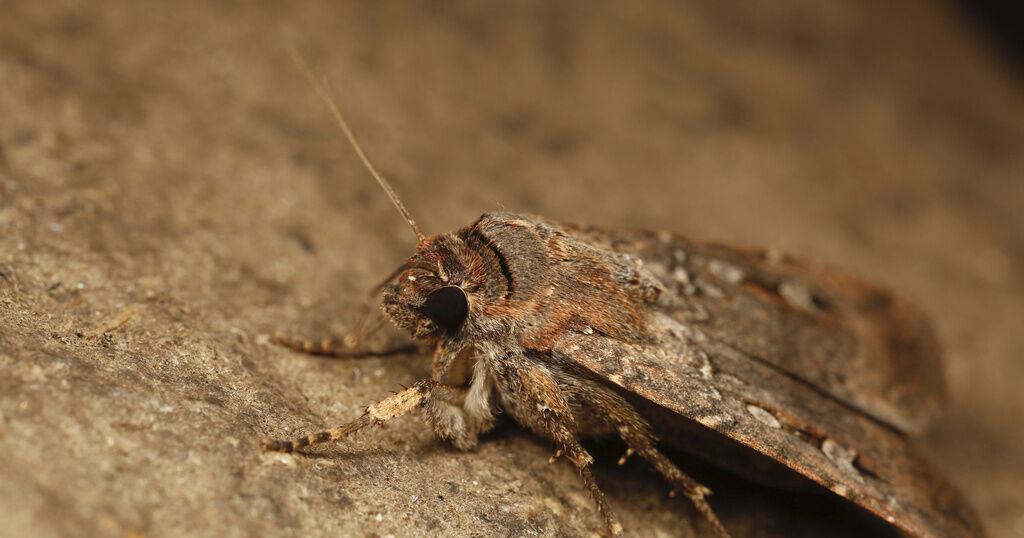 Meet the bug that uses the stars to navigate hundreds of miles | News ...