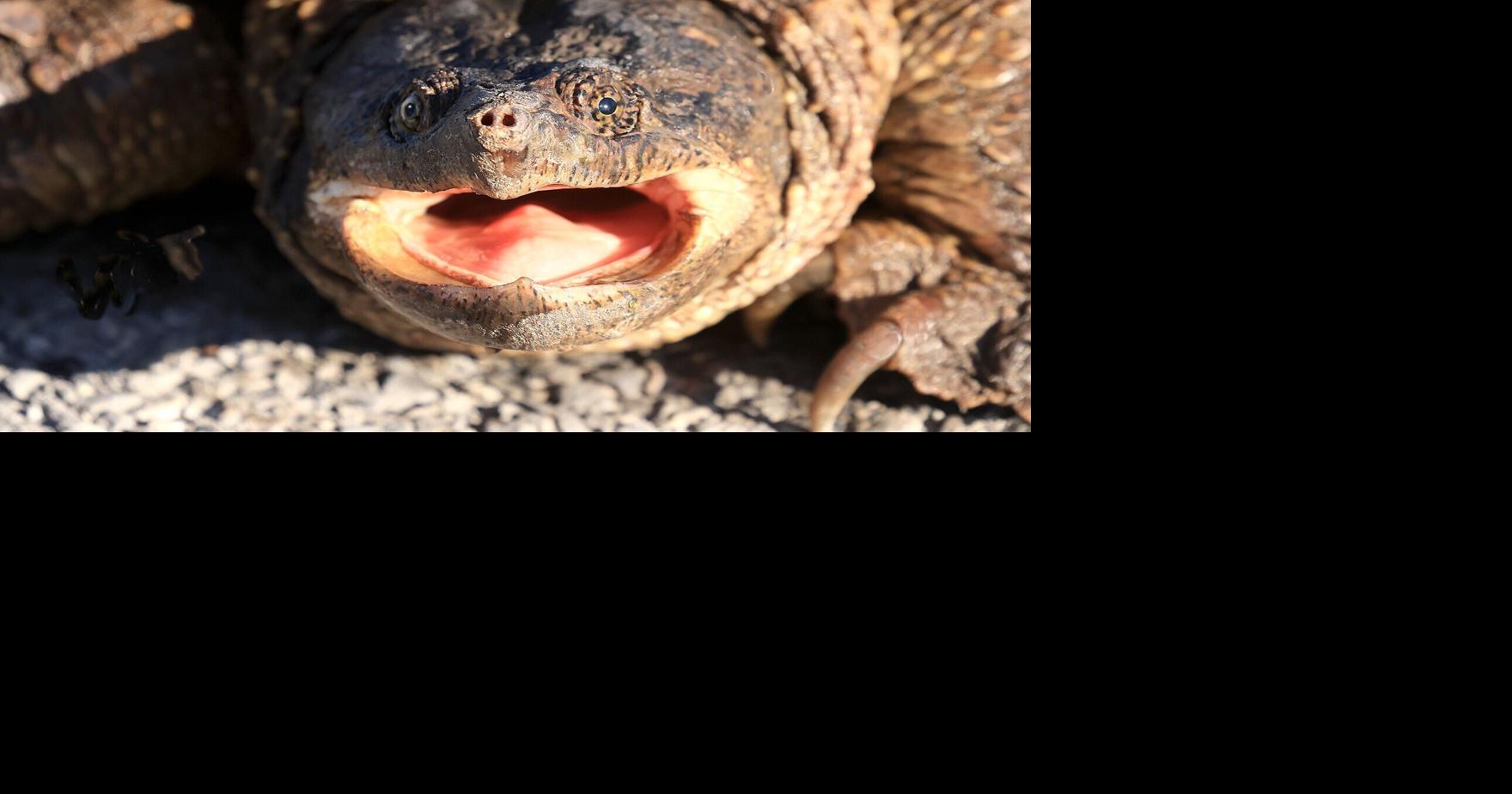 THE GREAT OUTDOORS: Snapping turtles are best avoided | Lifestyles ...