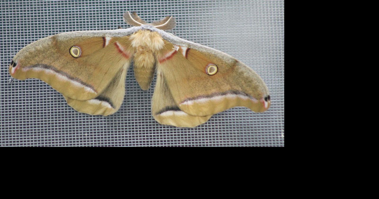 CONFER: Don’t be frightened by this giant moth | Lifestyles | niagara ...