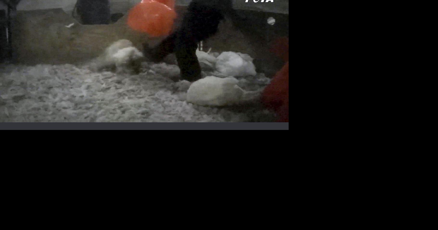 11 turkey farm workers charged with cruelty caught on video | News ...