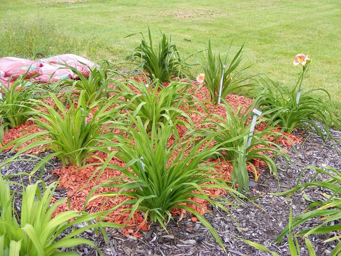 BACK TO THE ROOTS: Garden looking dull? Perk it up with color ...