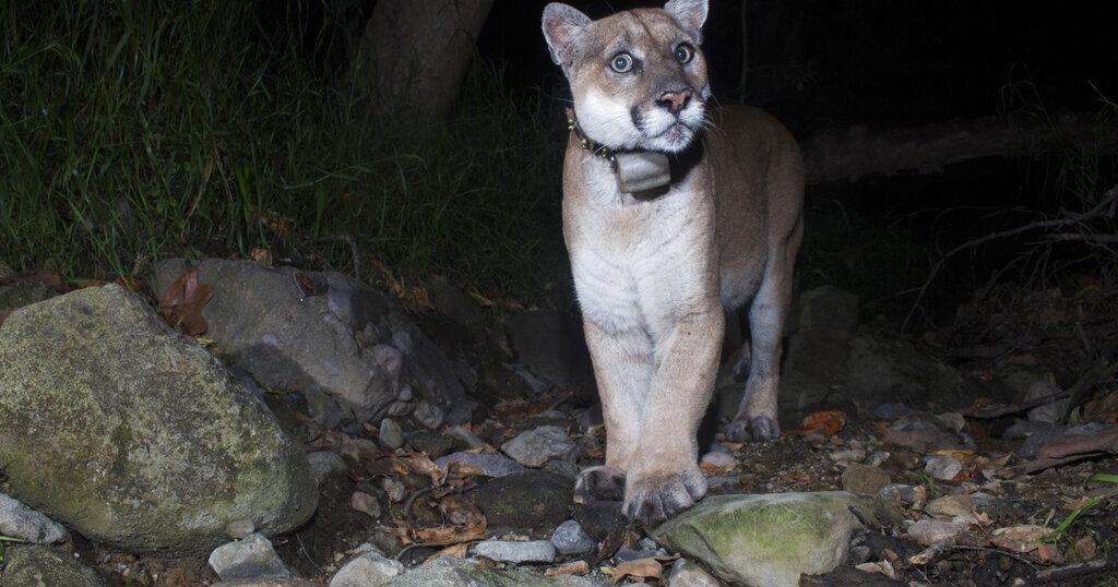 Tribes, researchers debate final fate of P-22, famed LA puma | News ...