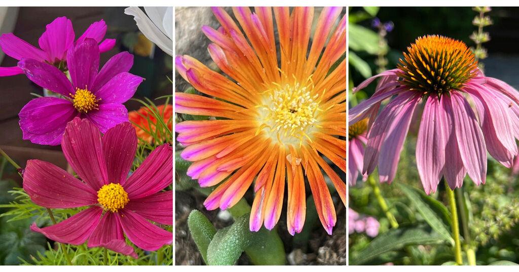 Flower gardens endure hot, dry summers better if you choose these ...