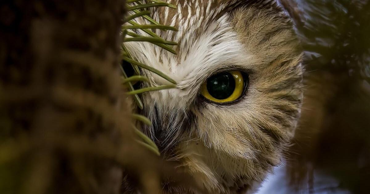 Learn about owls at Niagara Parks event