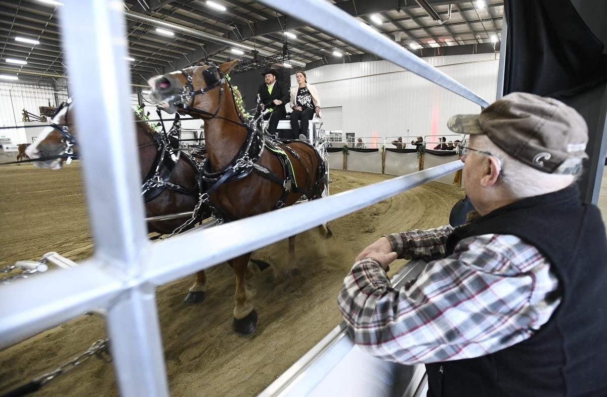 Majestic horse show in Ancaster