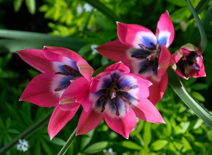 Growing Your Garden: A rainbow of May tulips