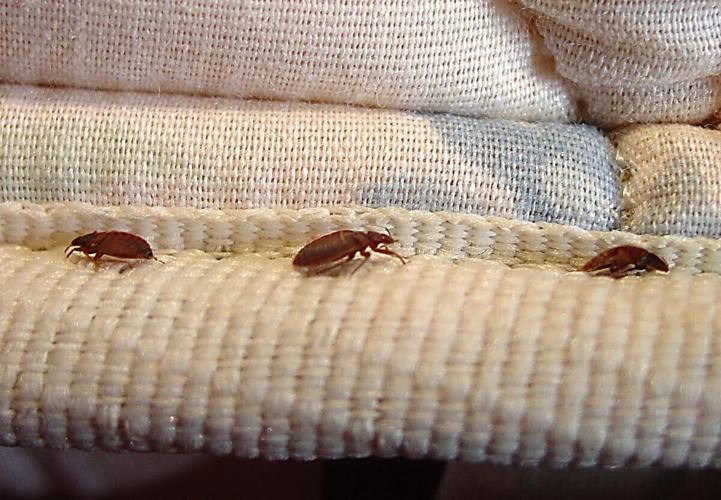 Bedbugs: How to spot and prevent an infestation