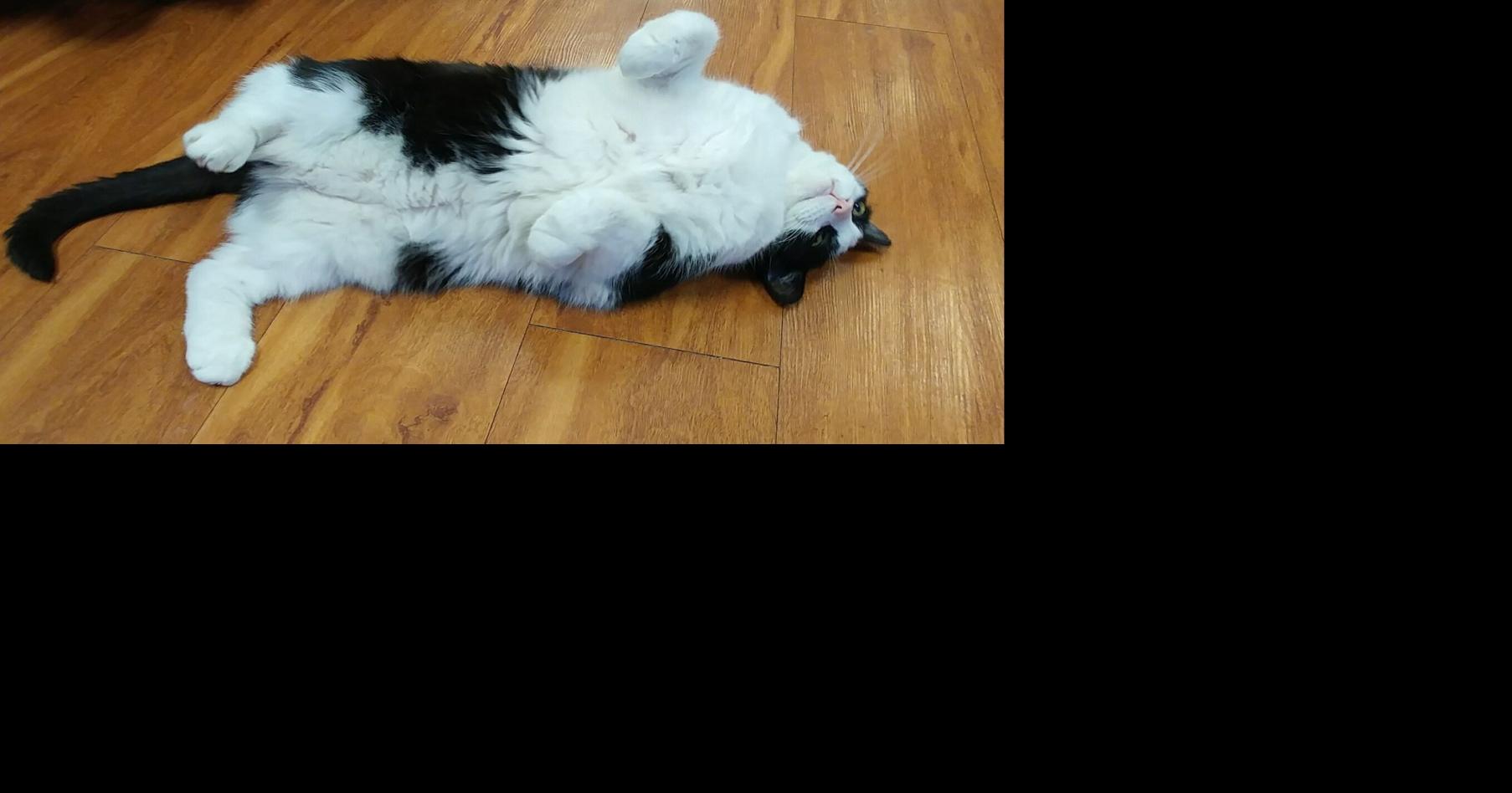 'He was the perfect cat': Virgil pet store mourns loss of beloved team ...