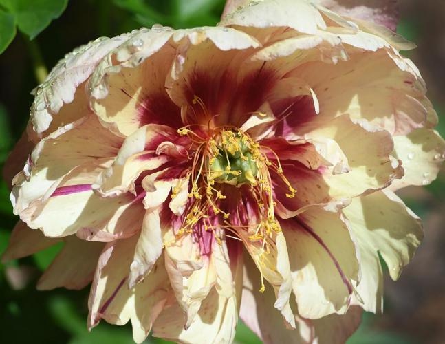 Peonies in ‘peak bloom’ at Norfolk County botanical garden