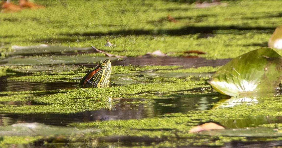Niagara Nature: Red flags on the Green Ribbon Trail