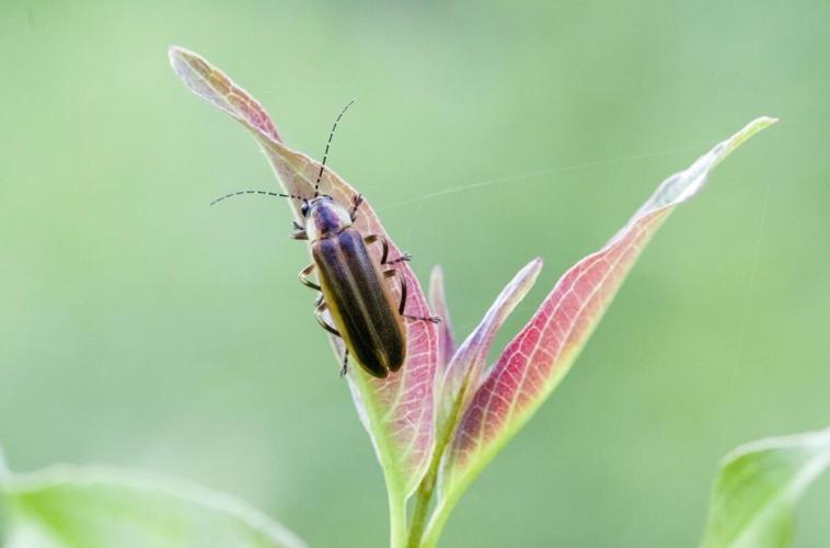 Niagara Nature: Fireflies light up Short Hills Provincial Park