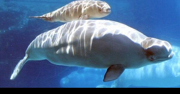 Beluga whale dies at Marineland