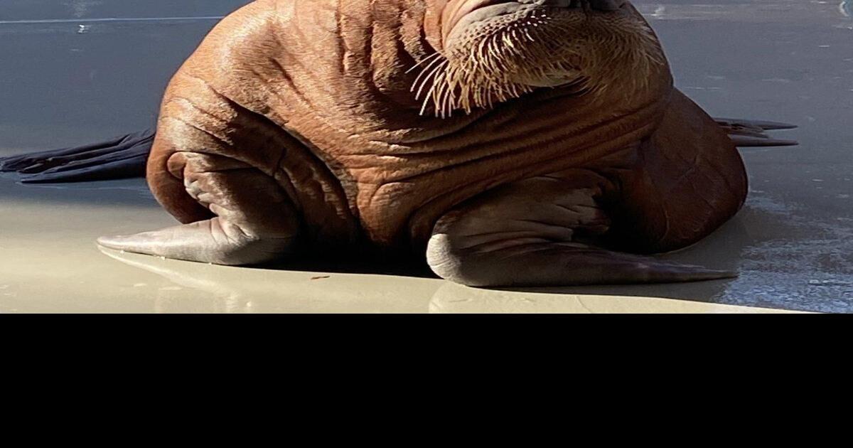 Marineland walrus Smooshi and her calf flown to new home on other side ...