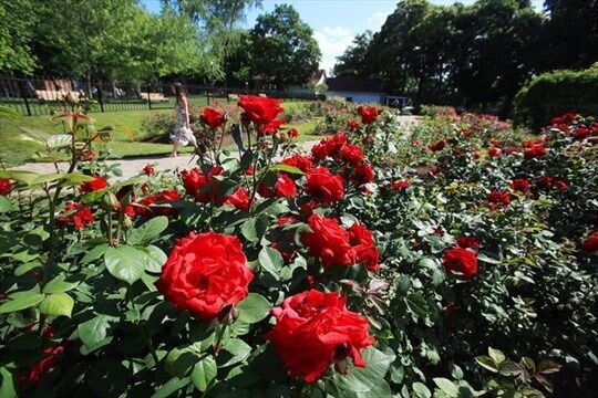 Montebello Park rose garden being renovated
