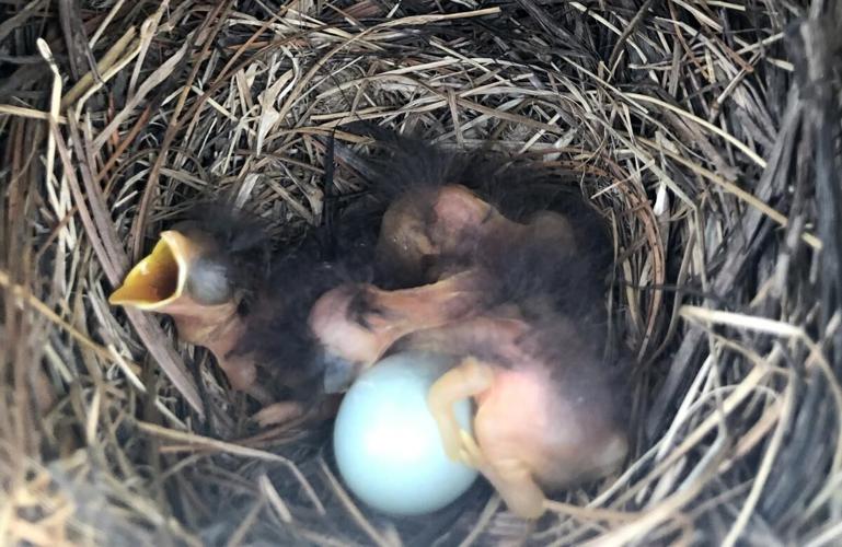 Niagara Nature: Nesting box program a boon for birds