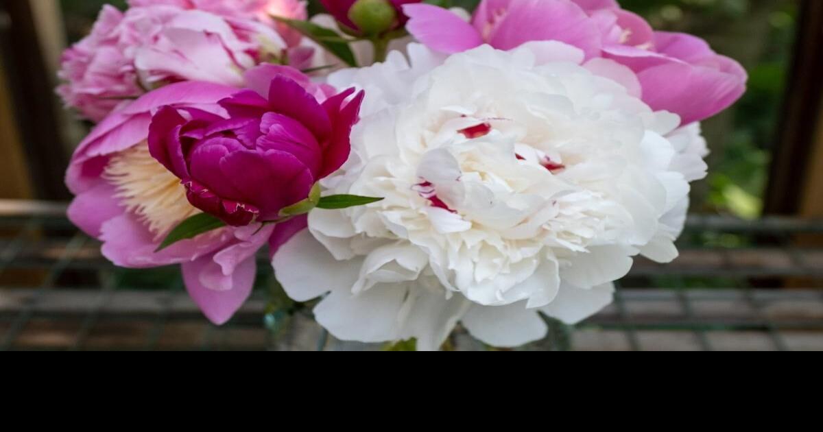 Growing Your Garden: The sweet scent of peonies