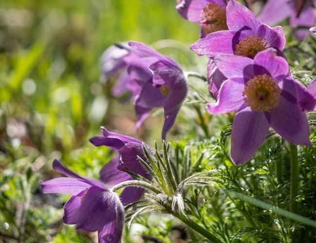 Easy-to-grow native plants