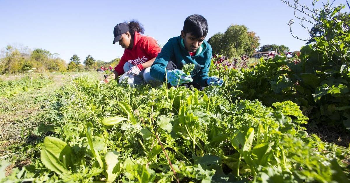 Community partners helping feed Niagara