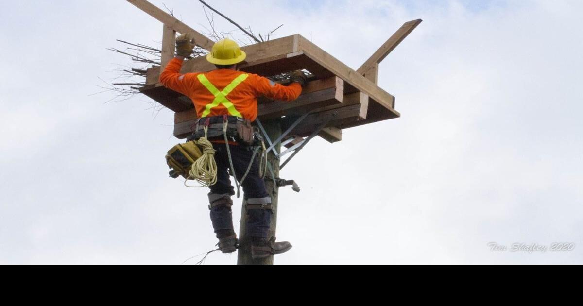 Raptor nesting platform installed at Heartland Forest
