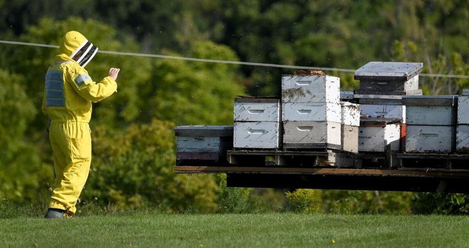 Millions of bees fell off a truck in Burlington