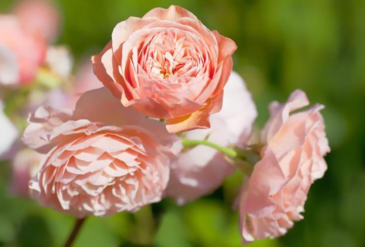 Midsummer is the perfect time to stop and smell the roses