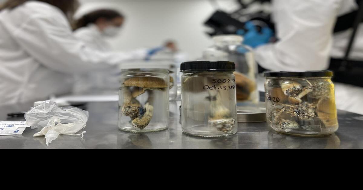 How psychedelic drugs are being used to help mental health and the ...