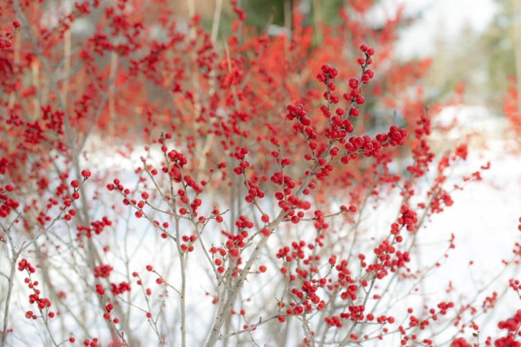 Growing Your Garden: Home grown winterberry holly