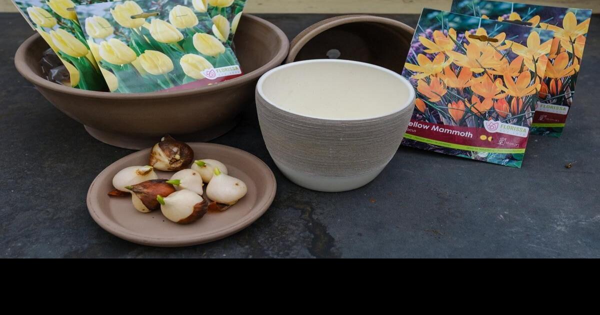 Growing Your Garden: ‘Coaxing’ spring bulbs for some glorious early colour