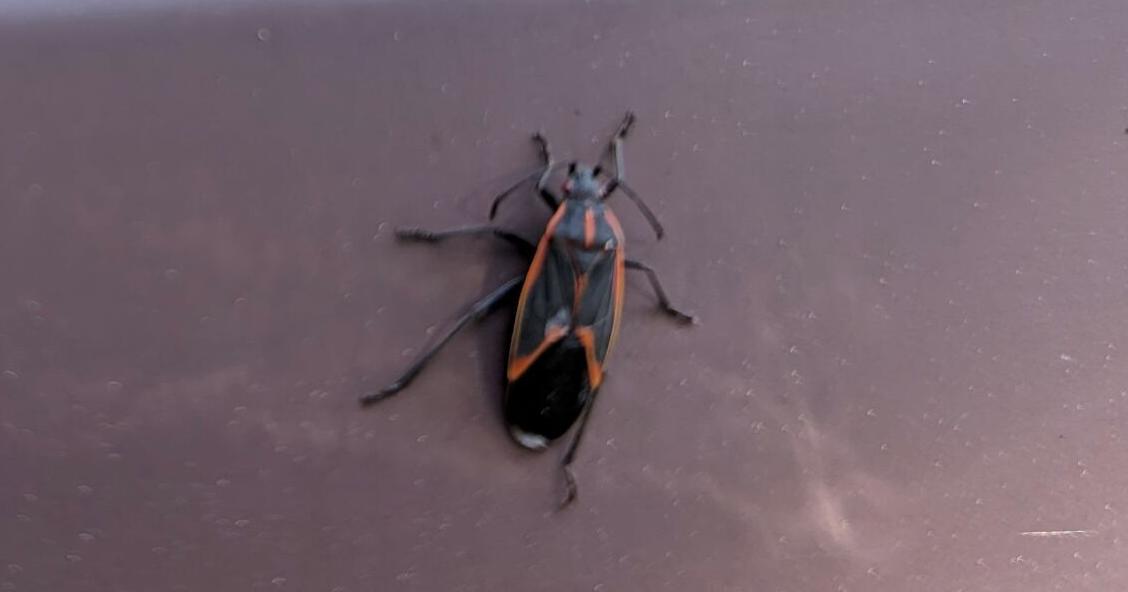 It’s Boxelder bug season