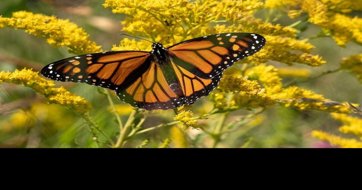 Growing Your Garden: Welcoming pollinators — 10 tips that work