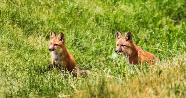 PHOTO GALLERY: Skulk of fox pups