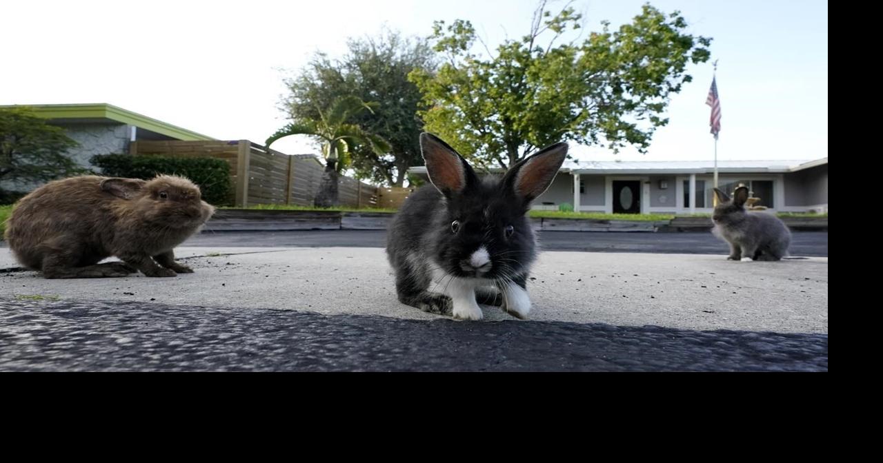 Fuzzy invasion of domestic rabbits has a Florida suburb hopping into a ...