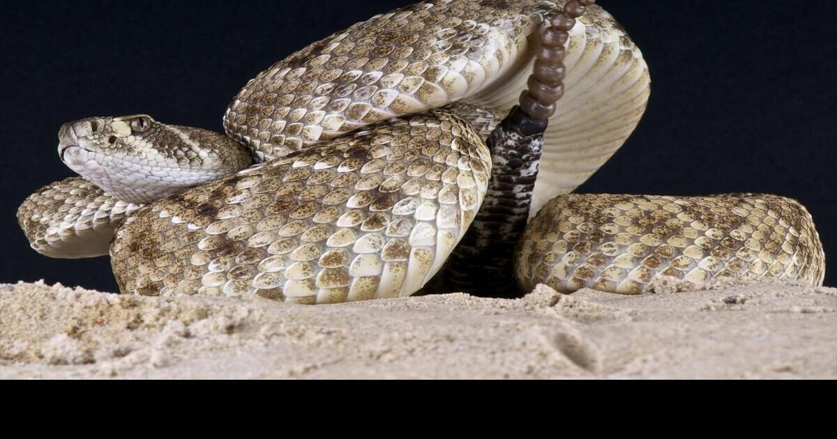 It’s the summer of the snake, metaphorical and real