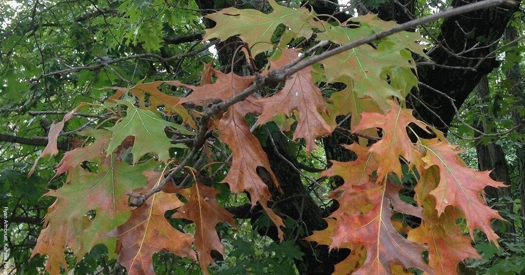 Canada’s first case of oak wilt confirmed in Niagara Falls