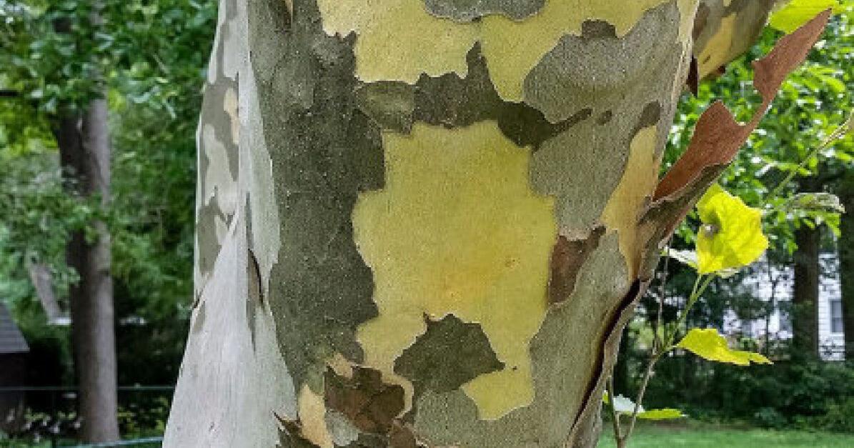 ‘Tree caching’ comes to Toronto, with an educational twist