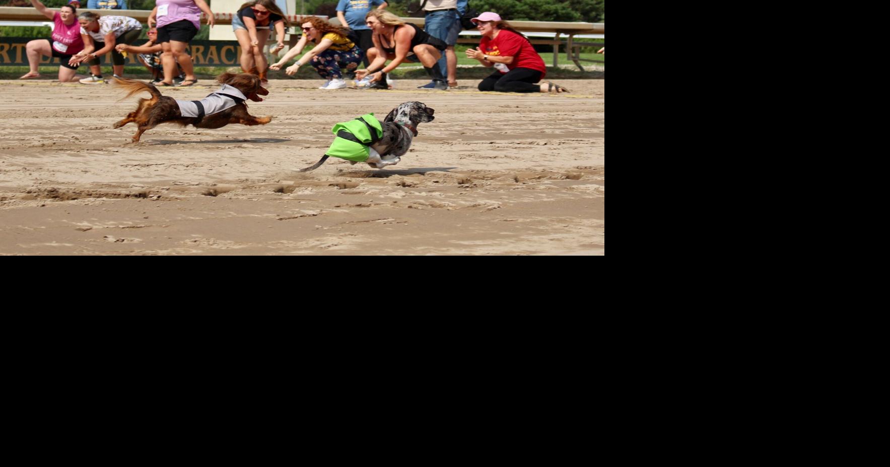 Wiener dogs to take over Fort Erie Race Track