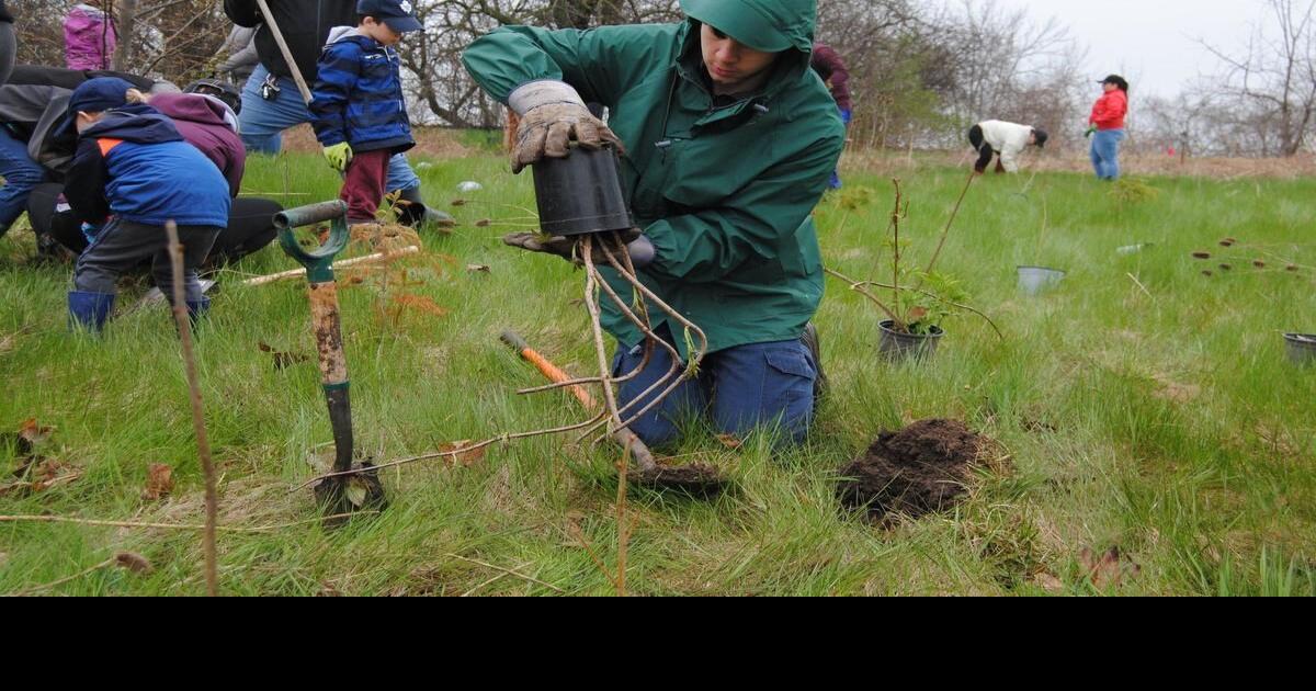 Volunteers plants hundreds of trees at Rapidsview Park