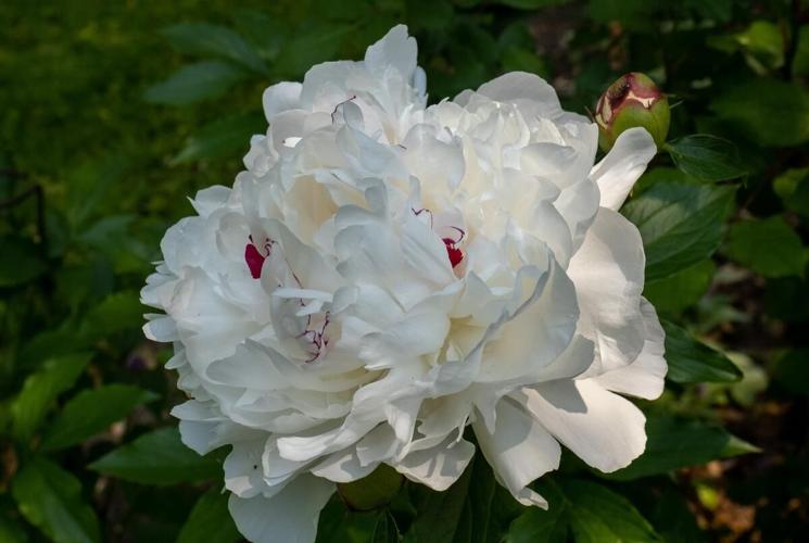 Growing Your Garden: The sweet scent of peonies