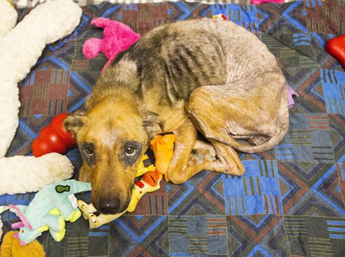 Severely emaciated dog gives birth to puppies in Welland