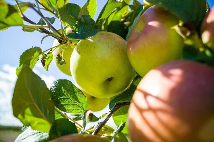 On a mission to find Ontario’s apple in Niagara